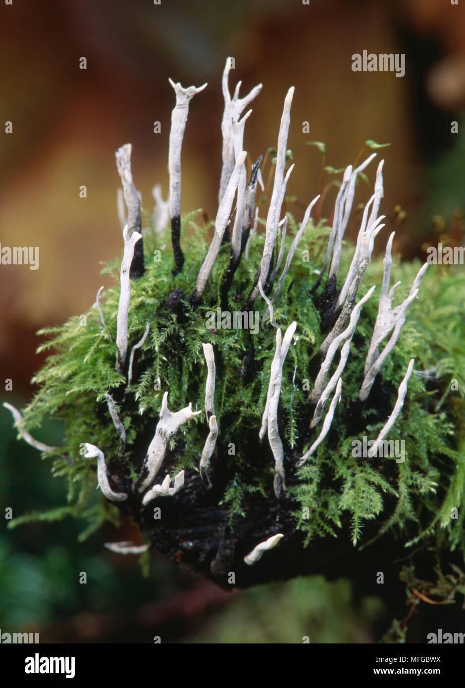Sda005254a hi-res stock photography and images - Alamy