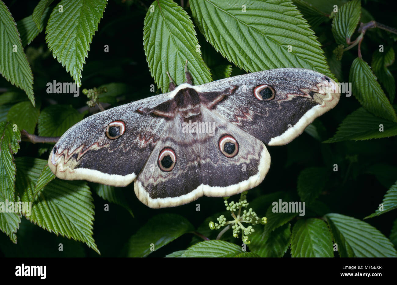 GIANT PEACOCK MOTH Saturnia pyri Europe's largest moth Stock Photo - Alamy