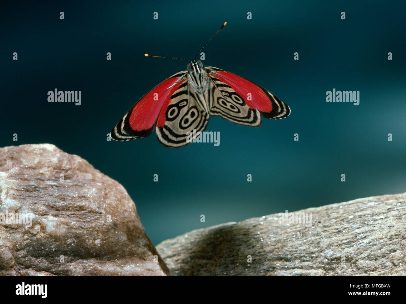 89 or MIRACLE BUTTERFLY in flight Diaethria marchalii Venezuela, South ...