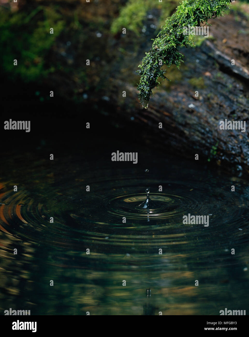 FALLING WATER DROPLETS dripping off moss on bank into stream below ...