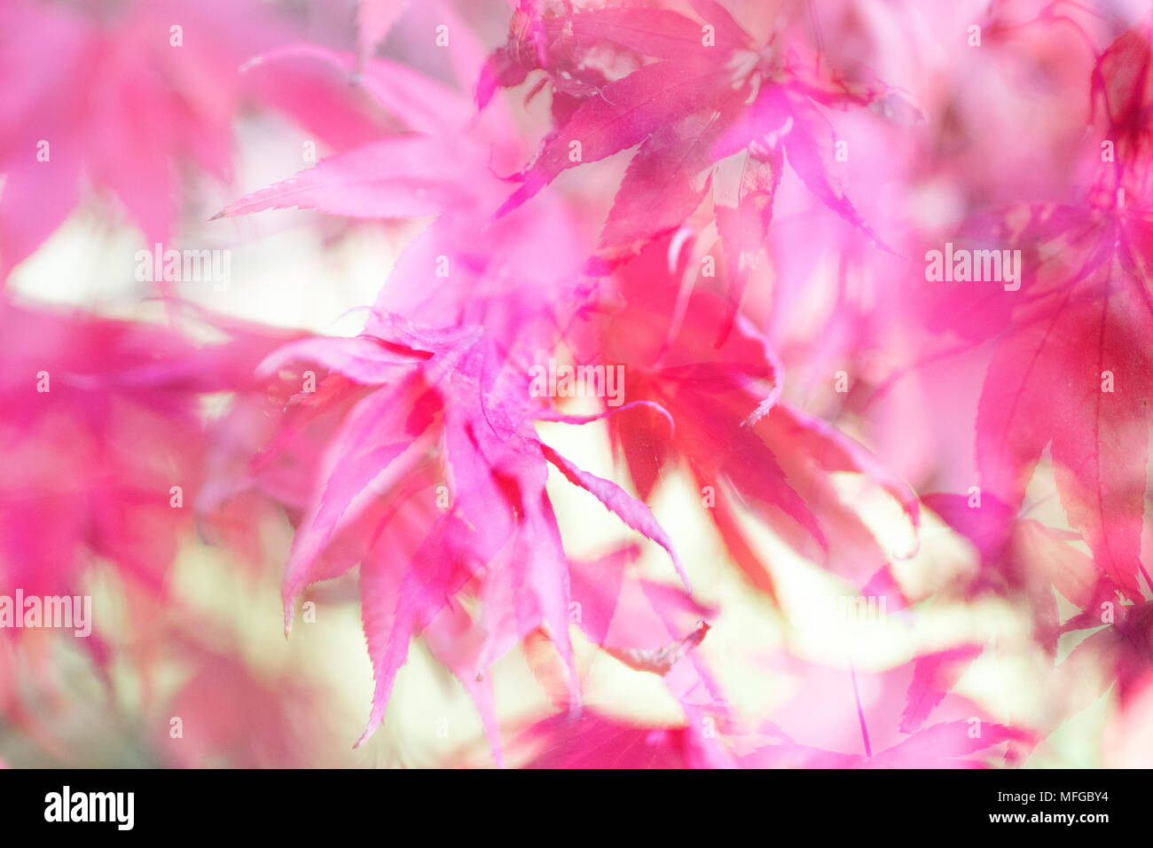 Autumn leaves pink shades in Arboretum Stock Photo - Alamy