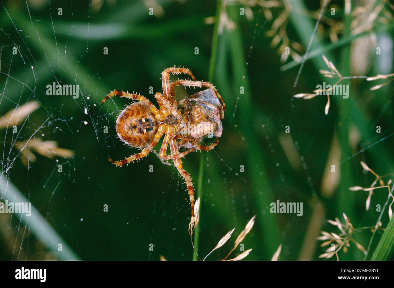 CROSS SPIDER or GARDEN SPIDER Araneus diadematus female eating male ...