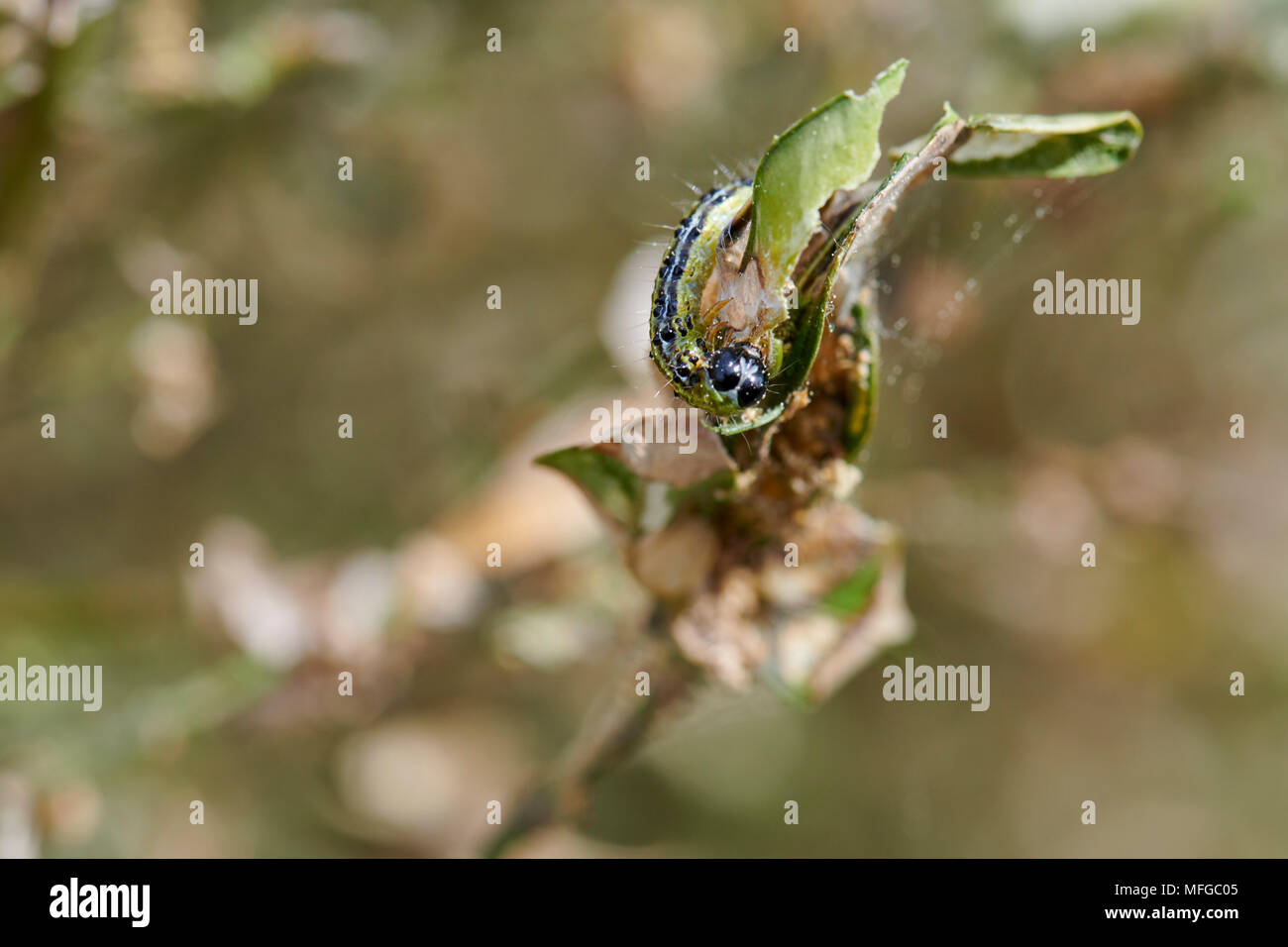 Close up of green caterpillars on a branch, larva of the box tree moth ...