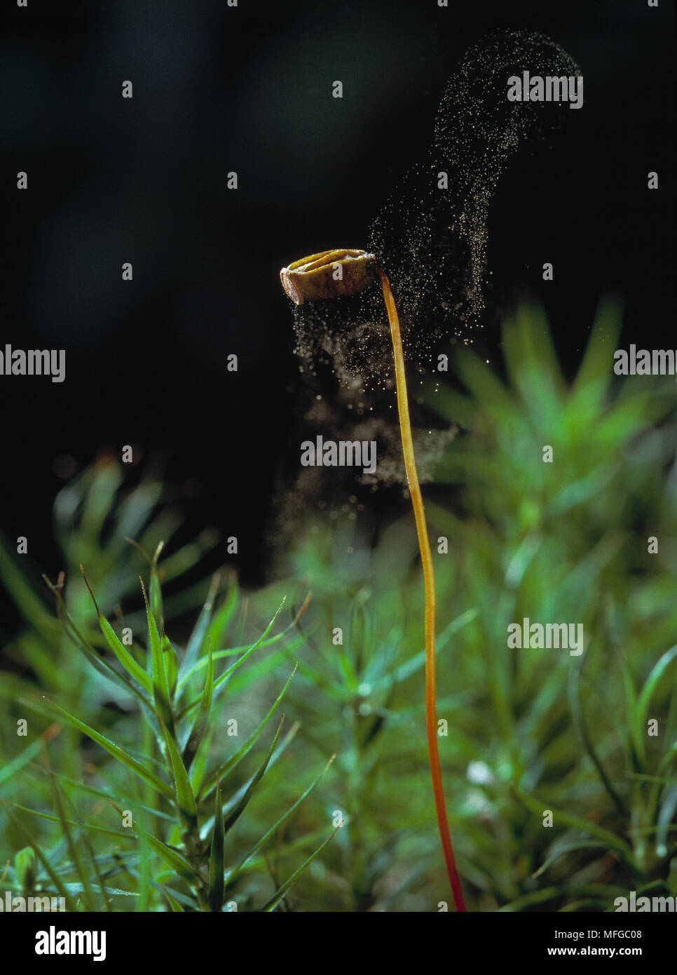 STAR MOSS dispersal of spores Polytrichum sp. by capsule, onto air ...