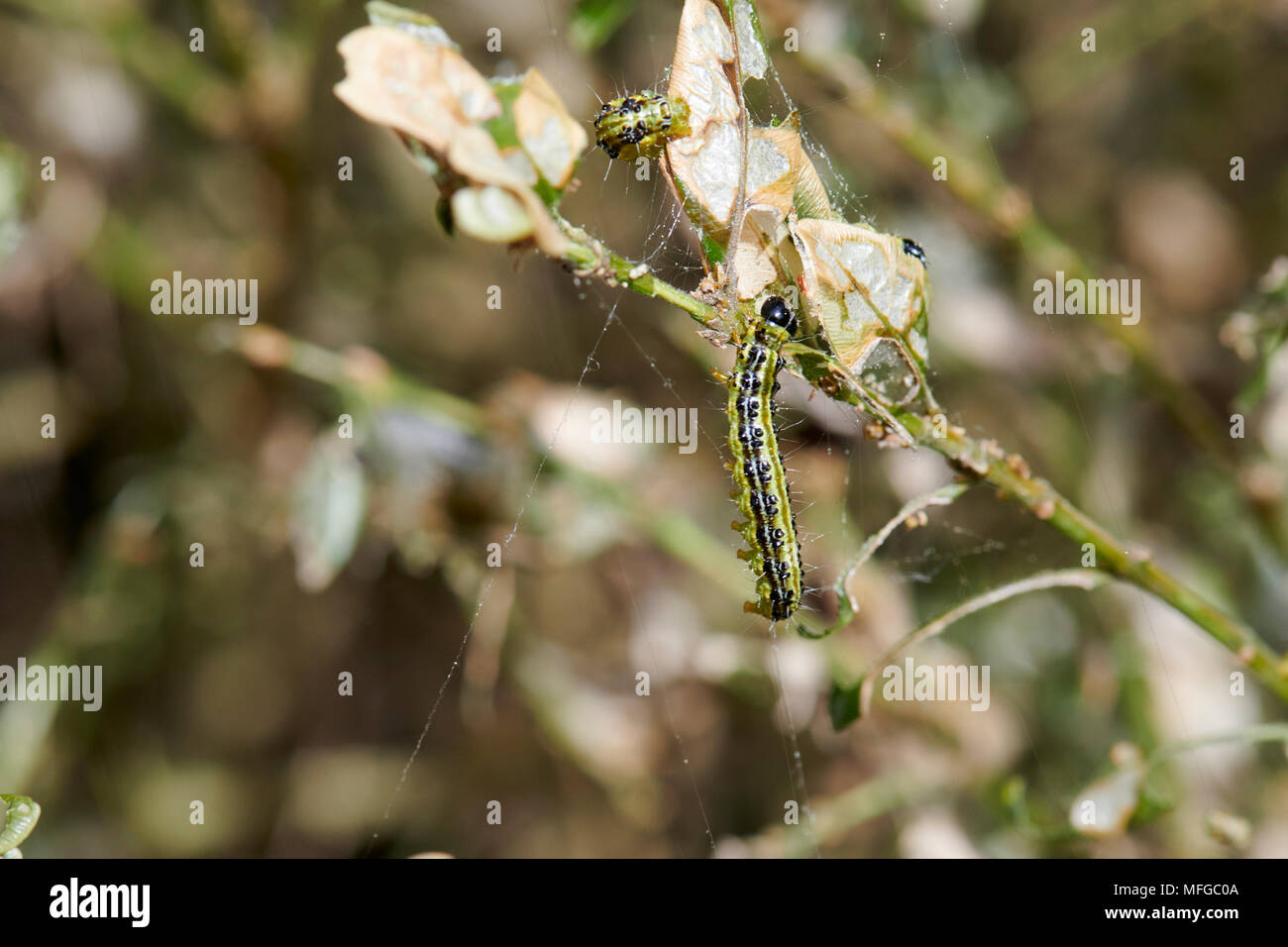 Close up of green caterpillars on a branch, larva of the box tree moth ...