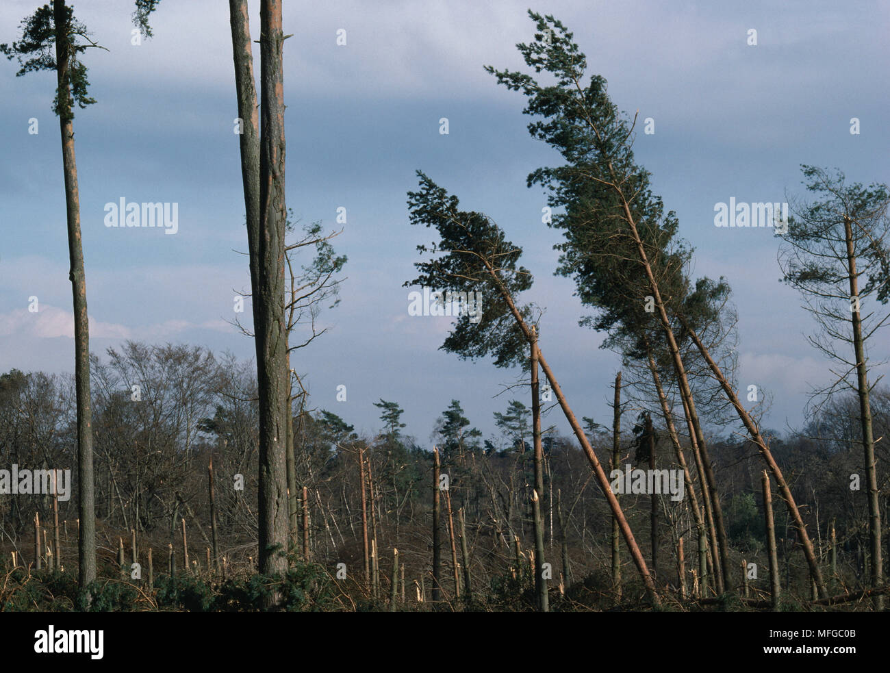 HURRICANE DAMAGE TO TREES after hurricane of October 1987 Ashdown ...