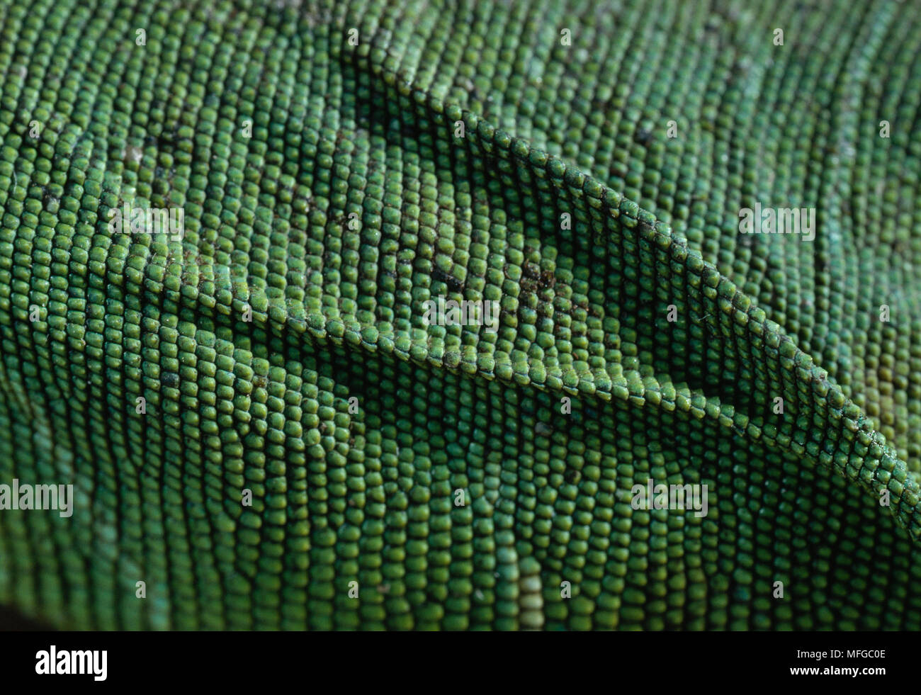 COMMON or GREEN IGUANA Iguana iguana skin scales, close detail Stock ...