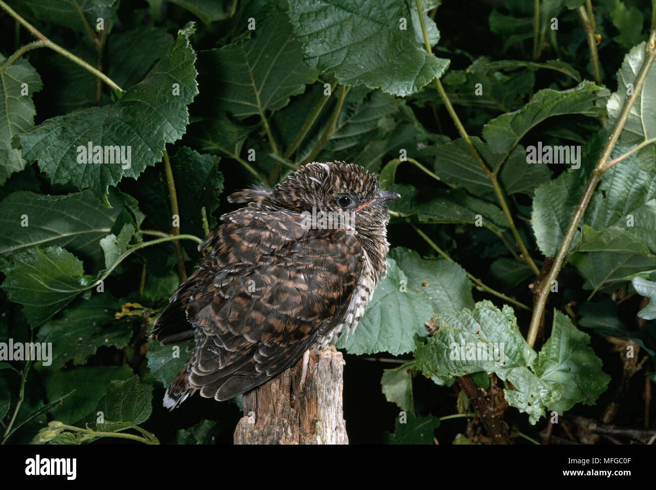 Baby cuckoo birds hi-res stock photography and images - Alamy