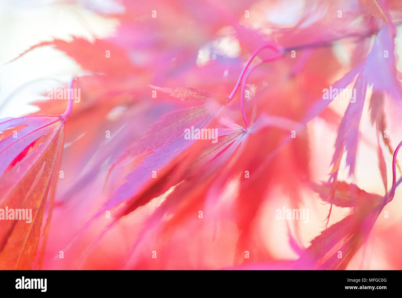 Autumn leaves pink shades in Arboretum Stock Photo - Alamy