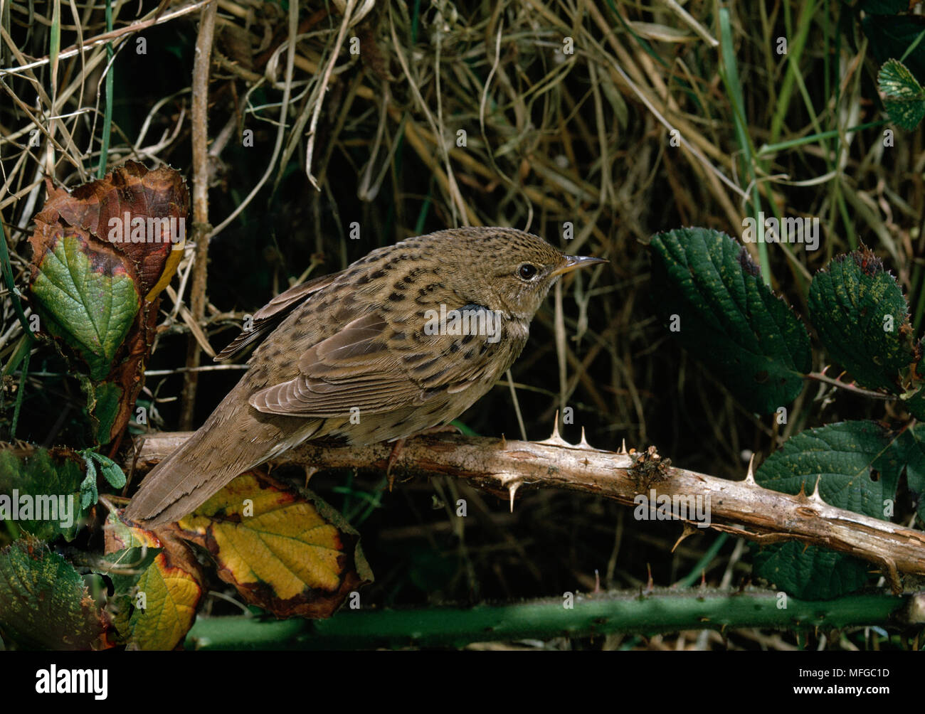 GRASSHOPPER WARBLER Locustella naevia perched on dead bramble Stock ...