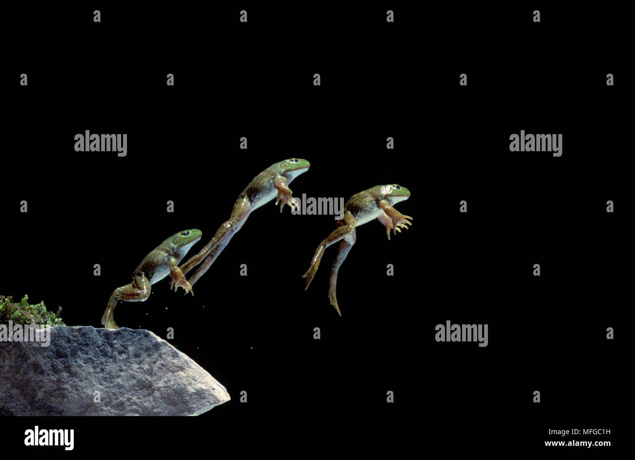 Frog leaping multiflash hi-res stock photography and images - Alamy