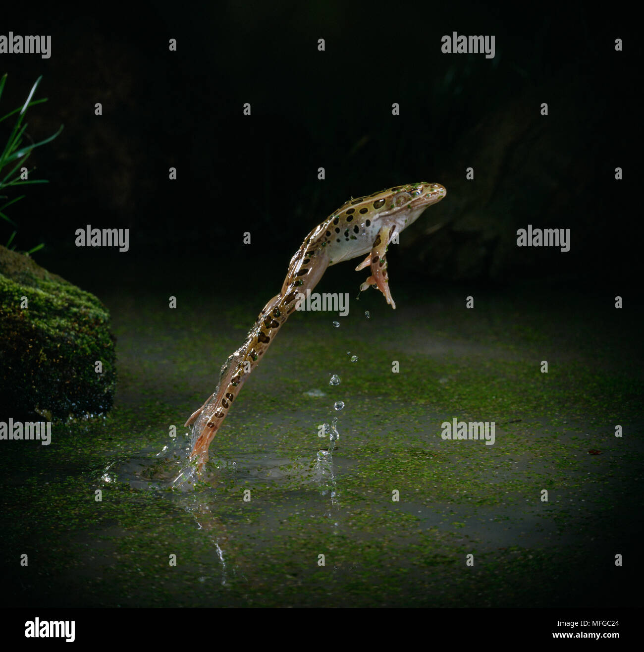 Sda005704a hi-res stock photography and images - Alamy