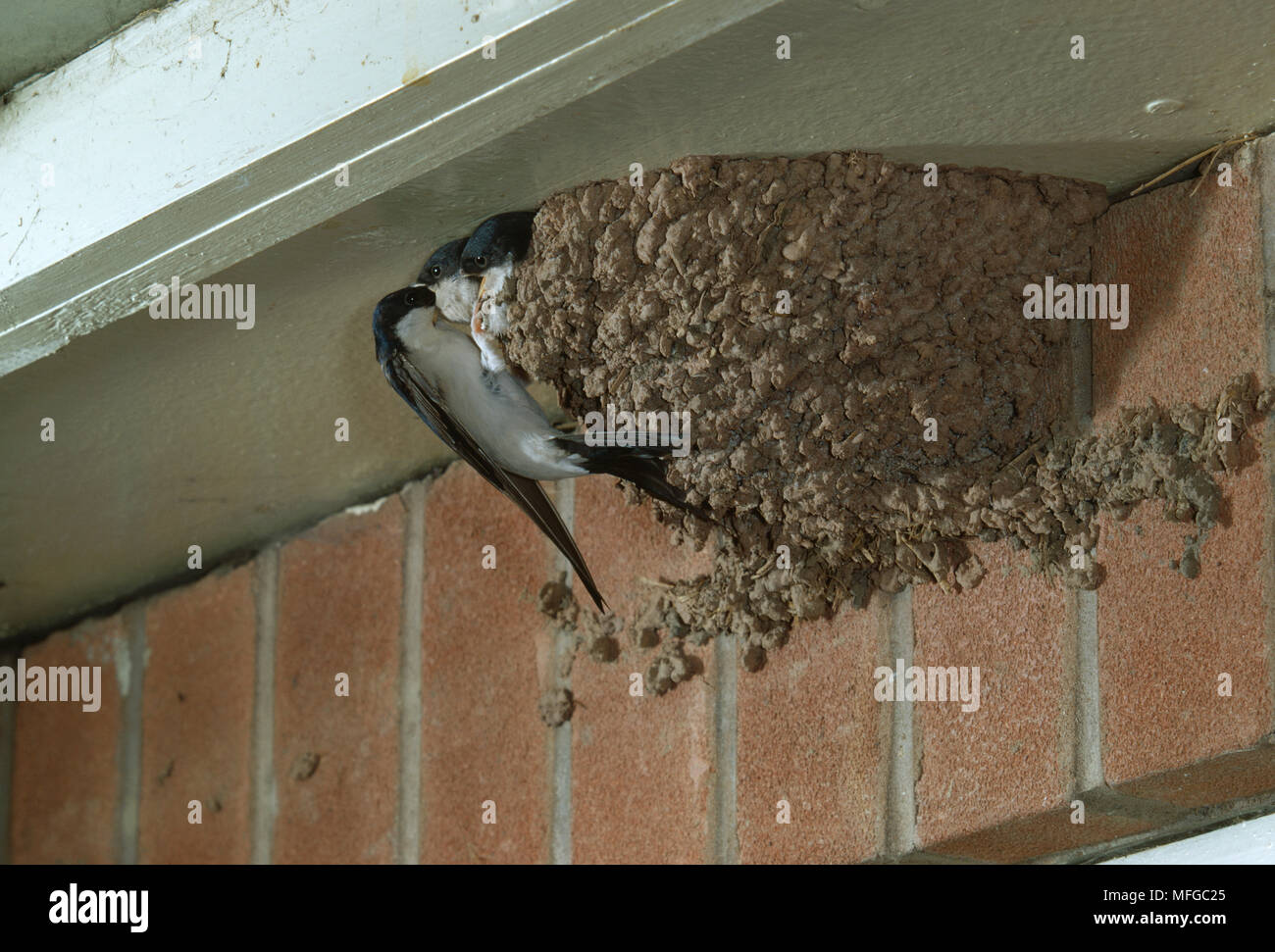 Baby house martins nest hi-res stock photography and images - Alamy