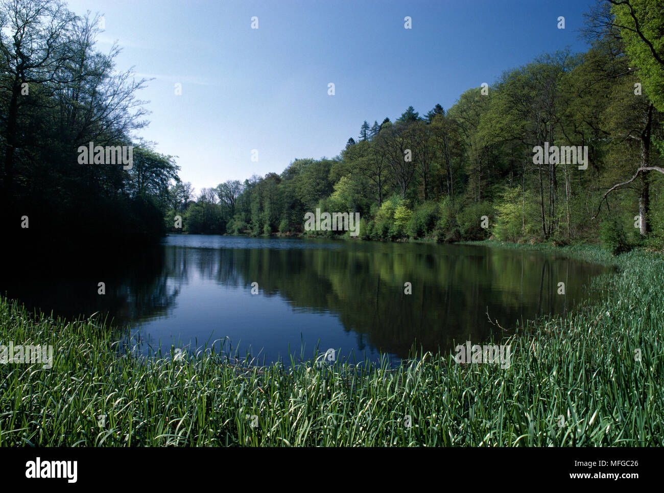 LODER VALLEY RESERVE Wakehurst, Sussex, UK Stock Photo - Alamy