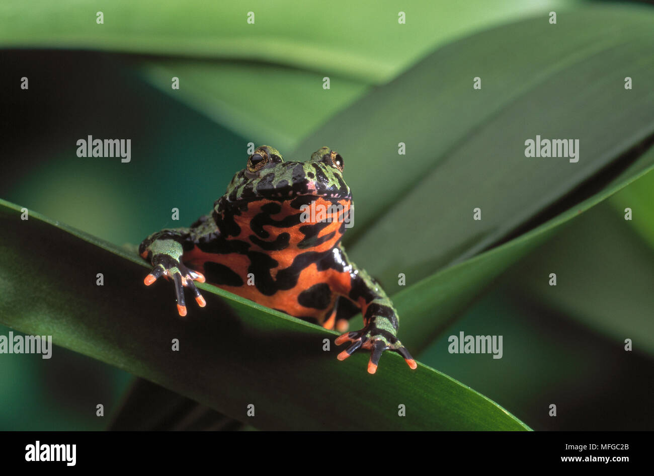 ORIENTAL FIRE-BELLIED TOAD Bombina orientalis Stock Photo - Alamy