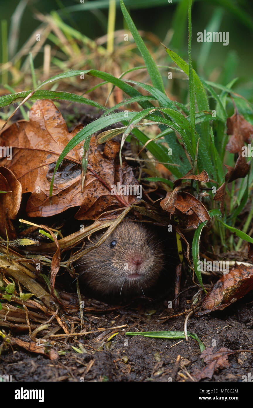 SHORT-TAILED FIELD VOLE Microtus agrestis looking from hole Also called ...