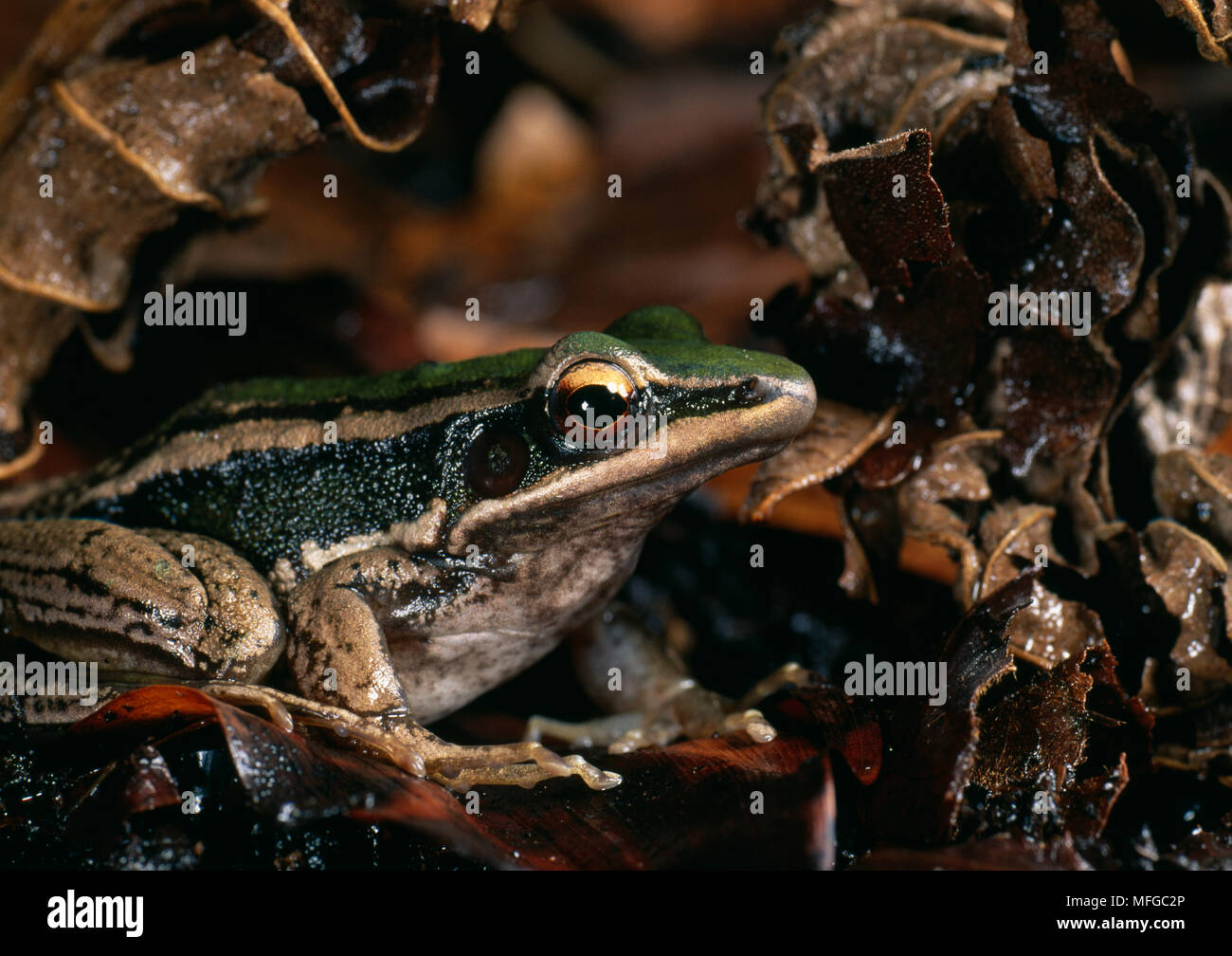 Green paddy frog rana hi-res stock photography and images - Alamy