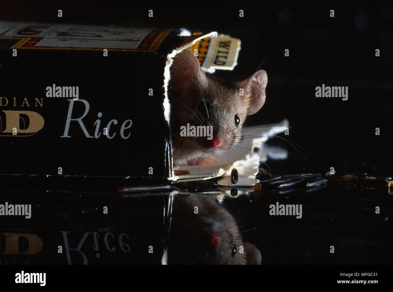 Rice mouse hi-res stock photography and images - Alamy