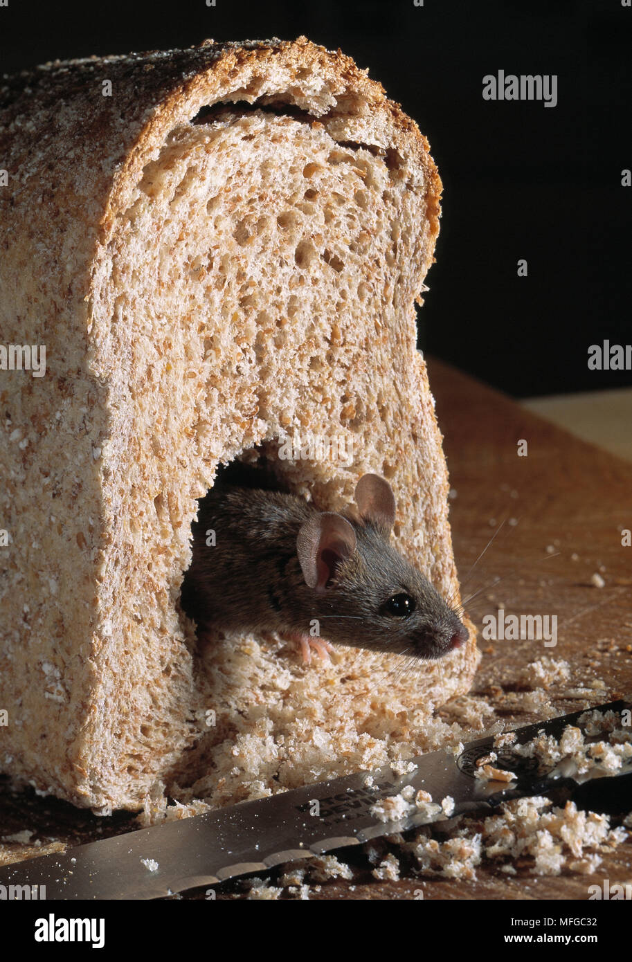 HOUSE MOUSE Mus musculus looking from half loaf of bread Stock Photo ...