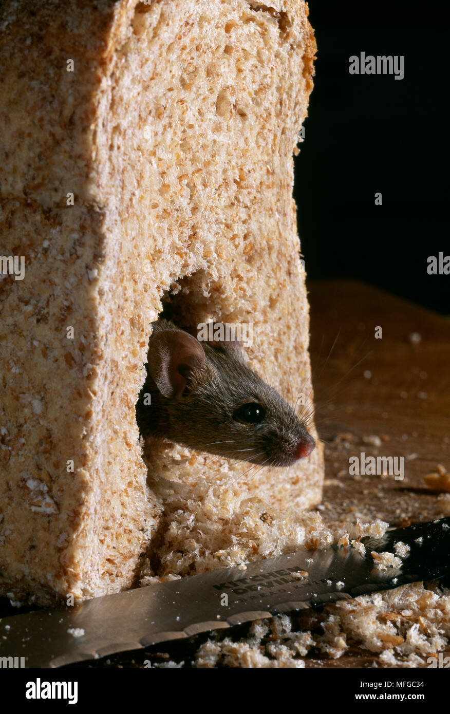 Half loaf bread on hi-res stock photography and images - Alamy