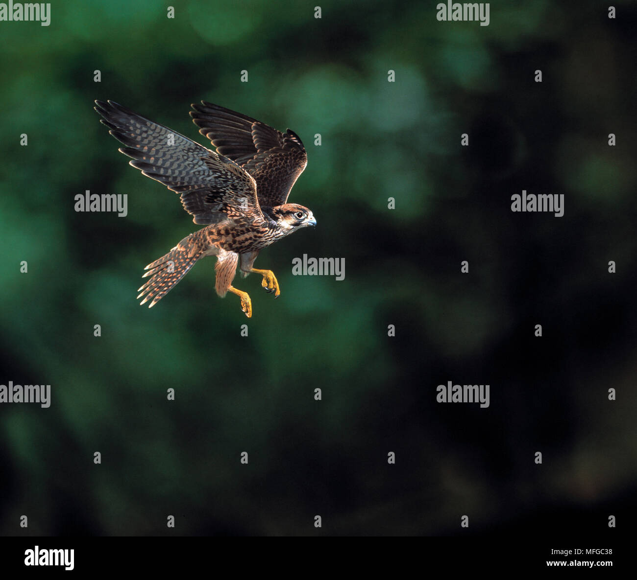 A falcon flying at high speed hi-res stock photography and images - Alamy
