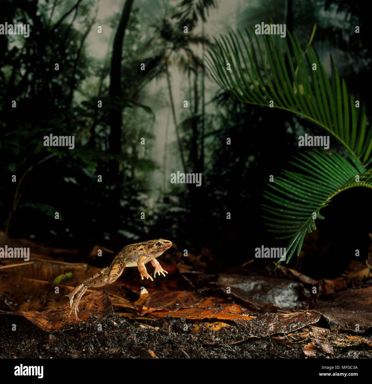 Indian rice frog hi-res stock photography and images - Alamy