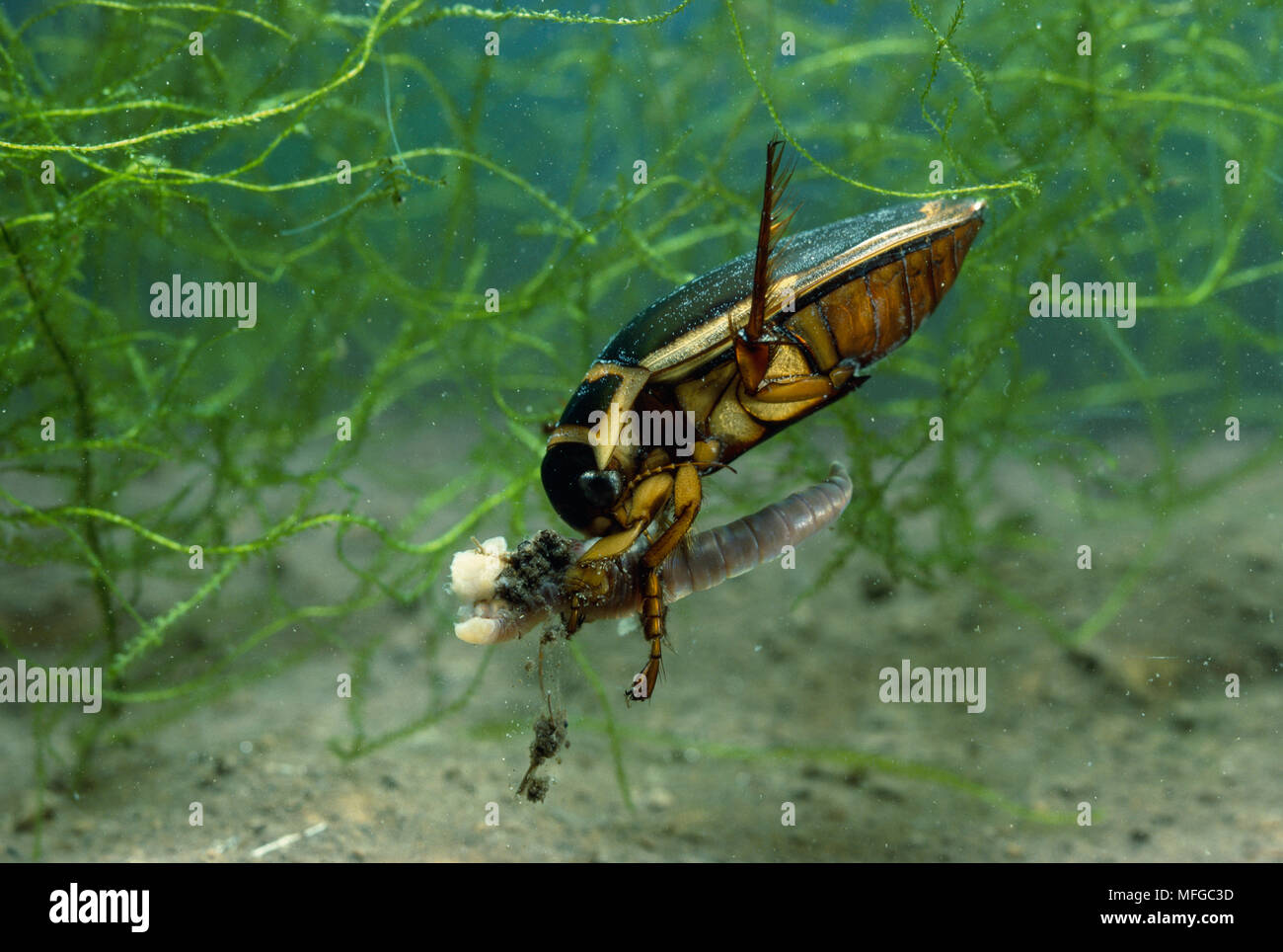 GREAT DIVING BEETLE Dytiscus marginalis with worm prey (also called ...