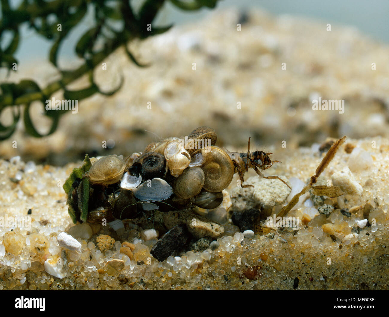 CADDIS FLY larva in case made of shells & vegetable matter Stock Photo ...