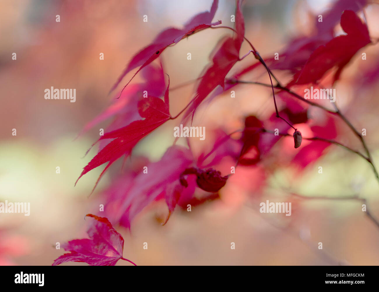 Autumn leaves pink shades in Arboretum Stock Photo - Alamy