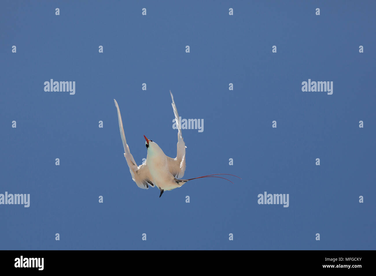 Red tailed tropicbird phaethon rubricauda rothschildi hi-res stock ...