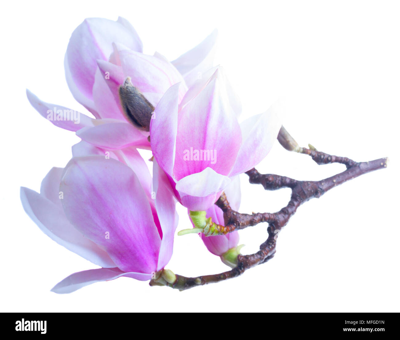 Magnolia tree fresh pink Cut Out Stock Images & Pictures - Alamy
