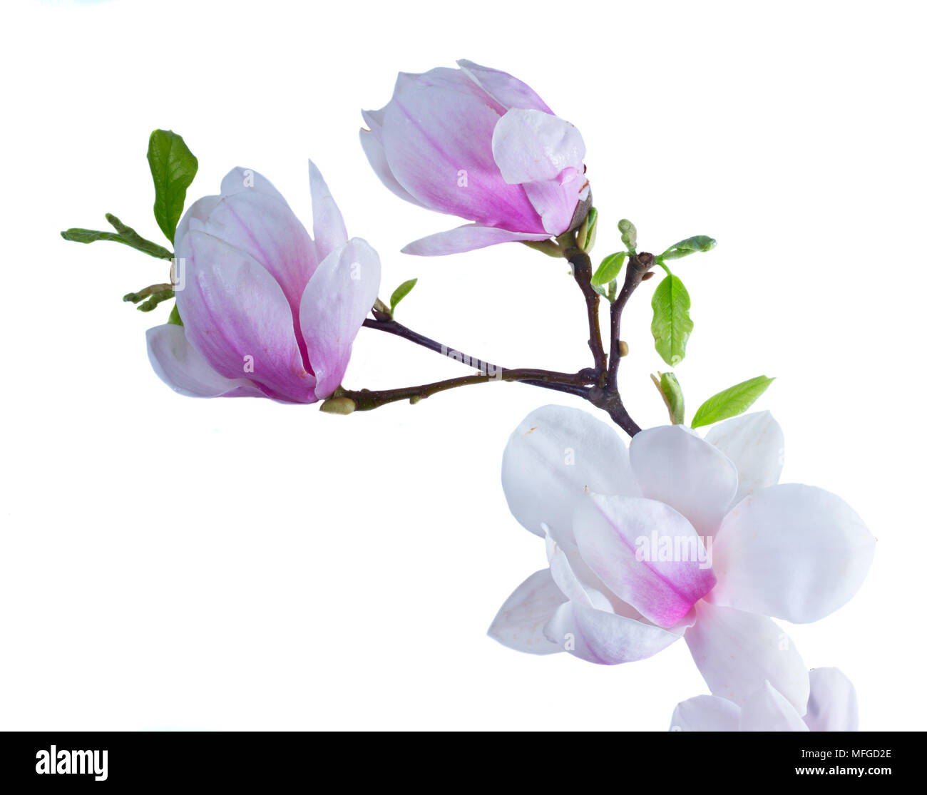 Spring flowering magnolia tree Cut Out Stock Images & Pictures - Alamy