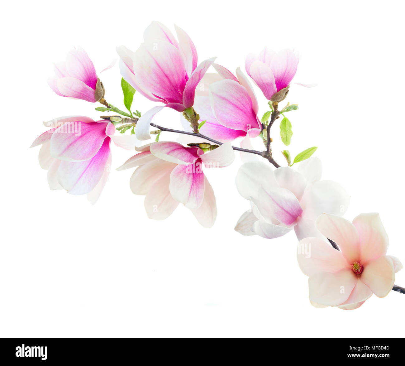 Plants tree magnolia tree Cut Out Stock Images & Pictures - Alamy