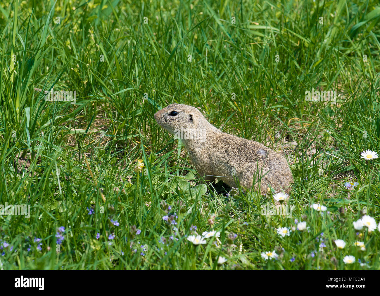 Cute ground squirrel on fresh flower meadow Stock Photo - Alamy