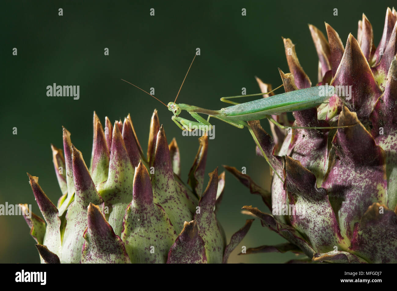 Miomantis hi-res stock photography and images - Alamy