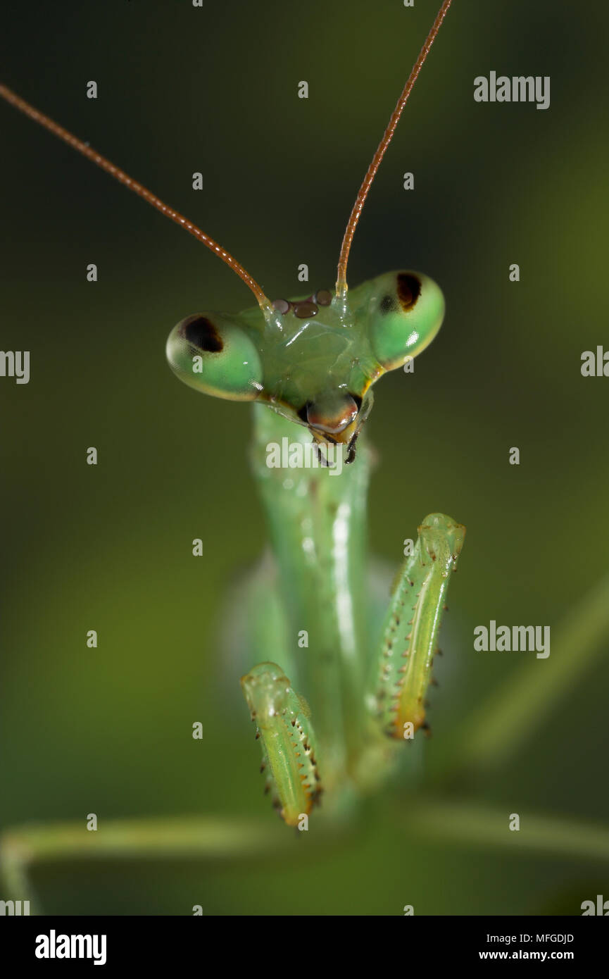 Sda008666c hi-res stock photography and images - Alamy