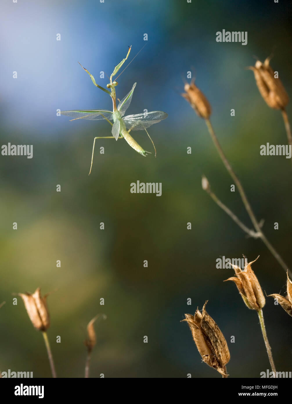 PRAYING MANTID in flight Miomantis abyssinaca Stock Photo - Alamy