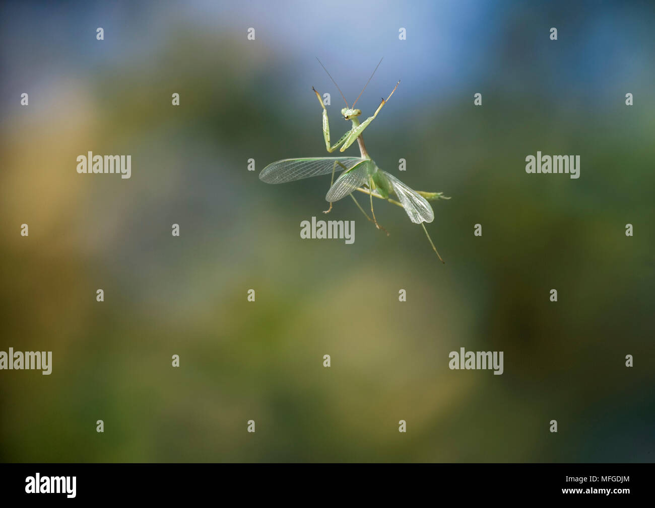 PRAYING MANTID Miomantis abyssinaca Stock Photo - Alamy