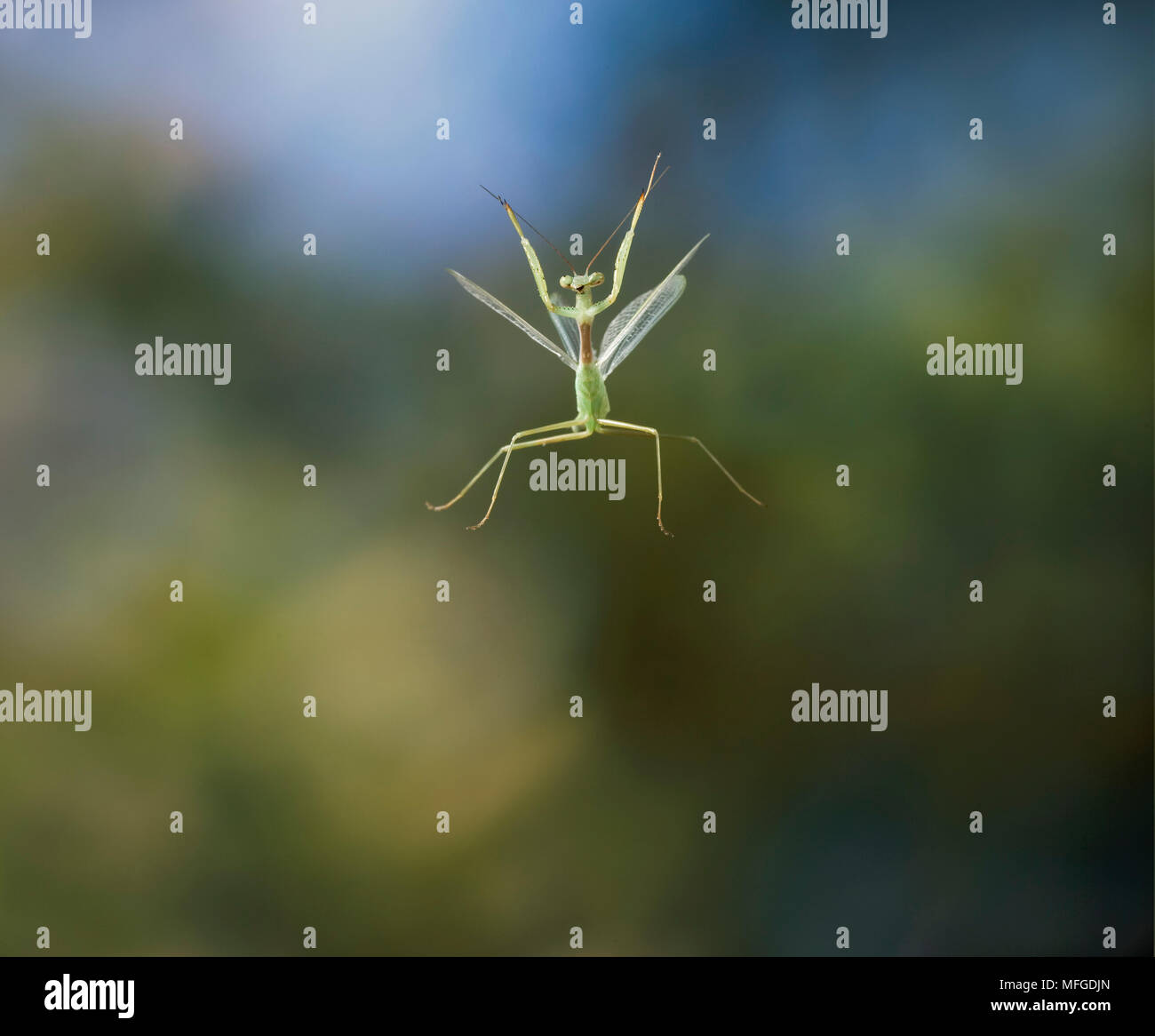 PRAYING MANTID Miomantis abyssinaca Stock Photo - Alamy