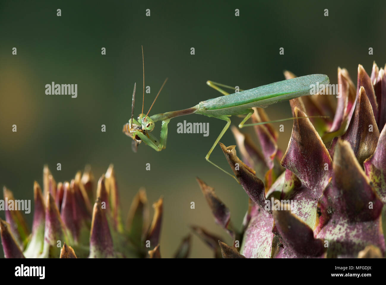 PRAYING MANTID feeding Miomantis abyssinaca Stock Photo - Alamy