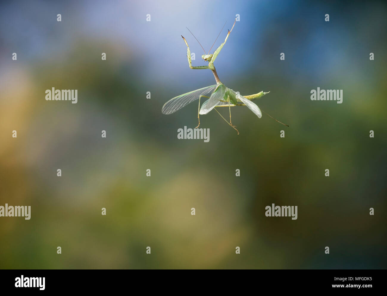 PRAYING MANTID in flight Miomantis abyssinica Stock Photo - Alamy