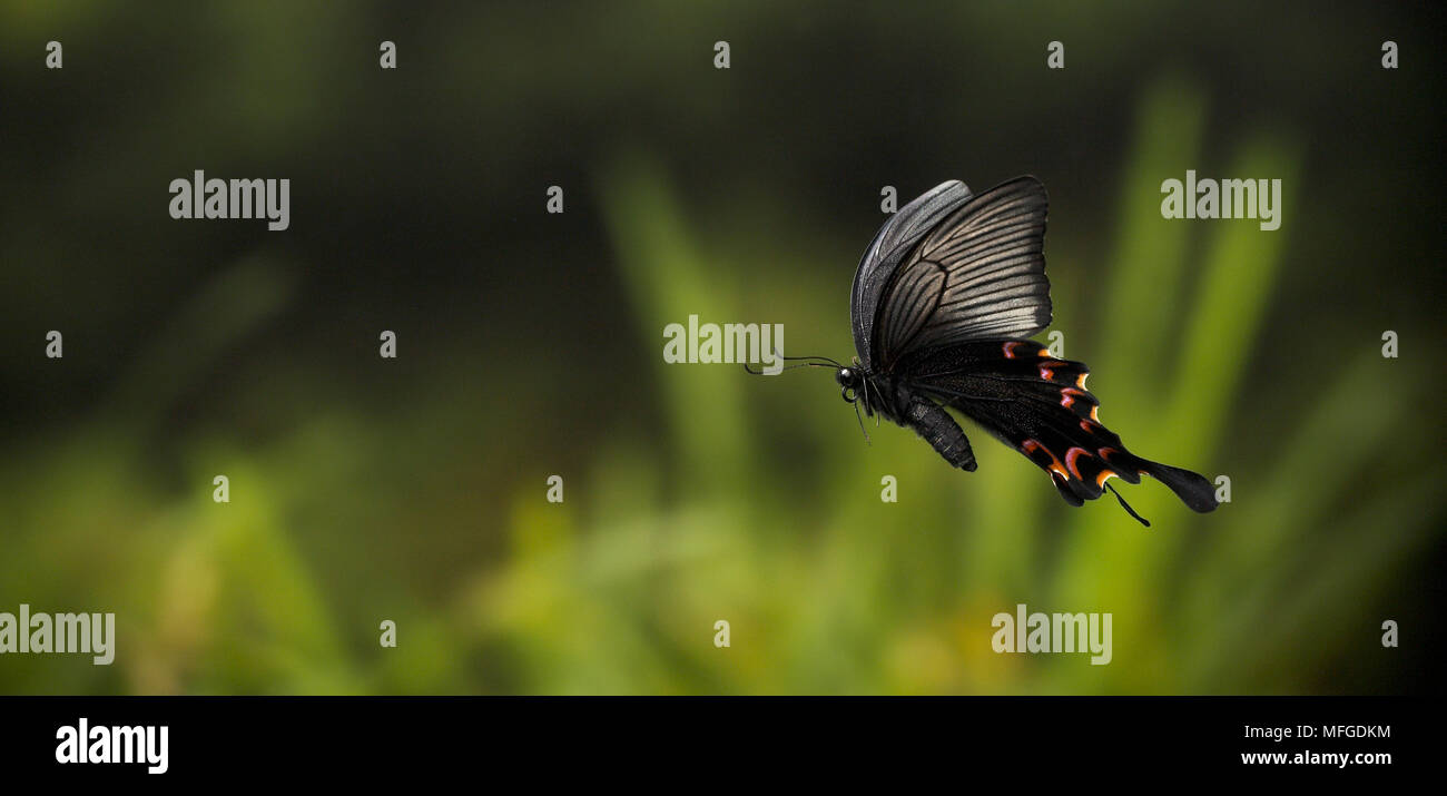 SWALLOWTAIL BUTTERFLY in flight Papilio bianor Asia Stock Photo - Alamy