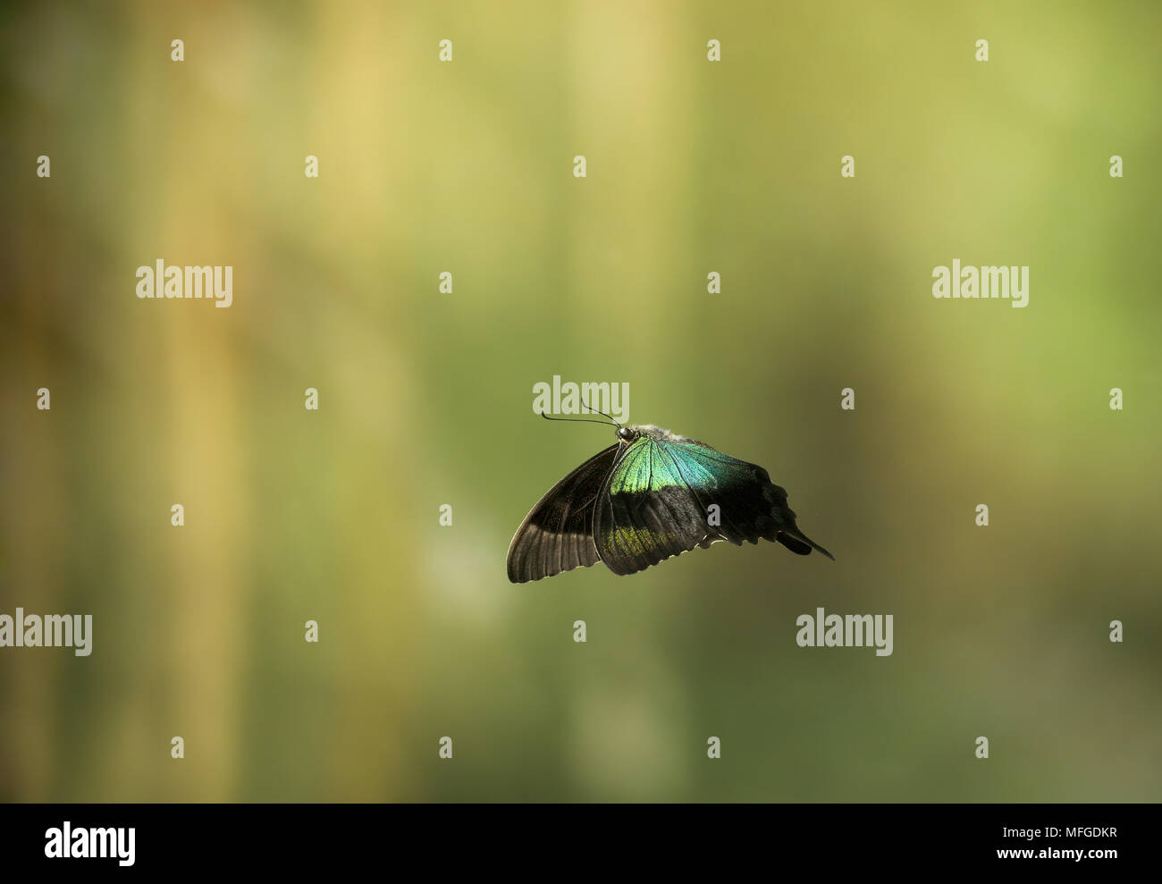 SWALLOWTAIL BUTTERFLY in flight Papilio peranthus East Indies Stock ...