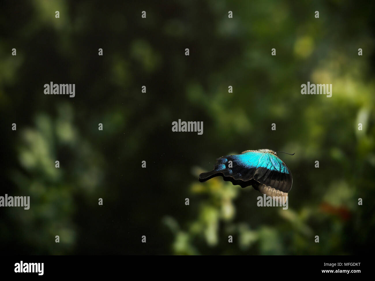 SWALLOWTAIL BUTTERFLY in flight Papilio peranthus Note flying scales ...