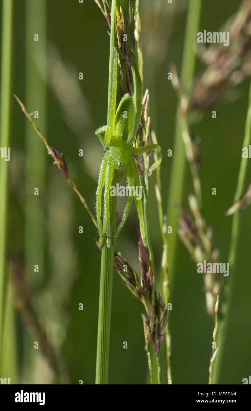 Hunts invertebrates hi-res stock photography and images - Alamy