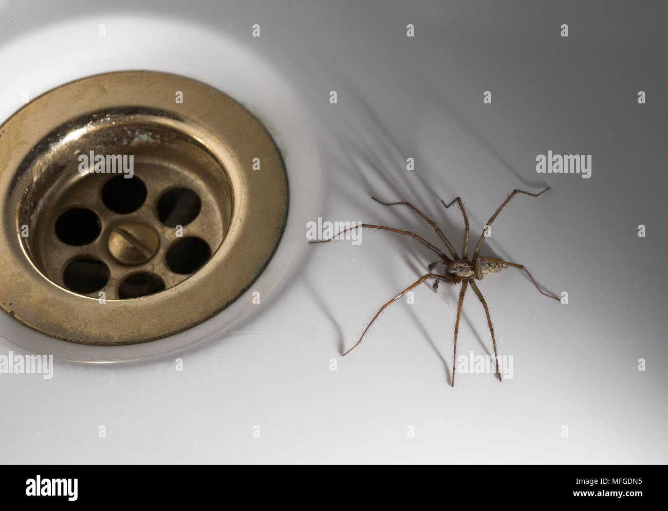 Tegenaria Sp High Resolution Stock Photography and Images - Alamy