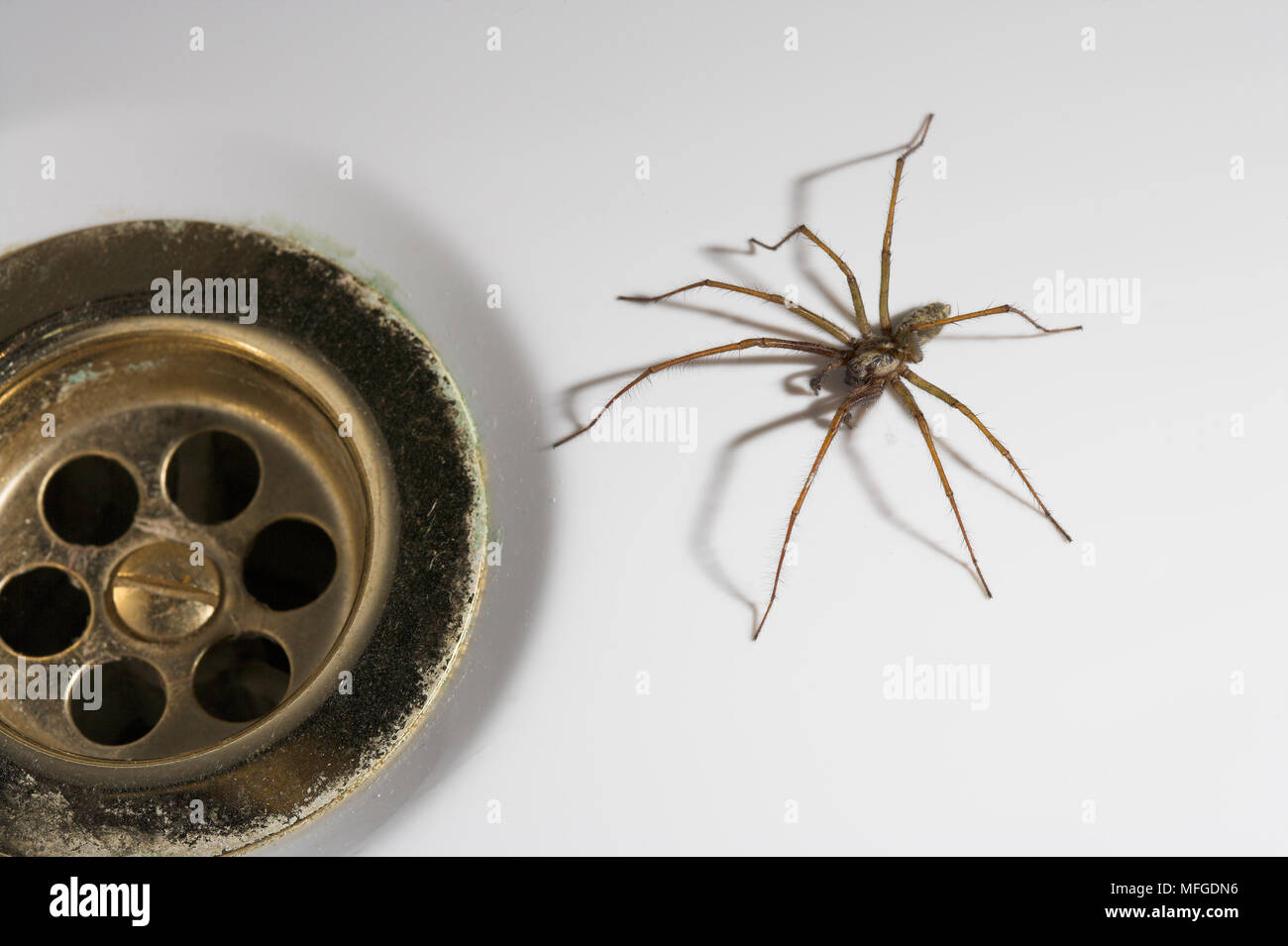 Tegenaria Sp High Resolution Stock Photography and Images - Alamy