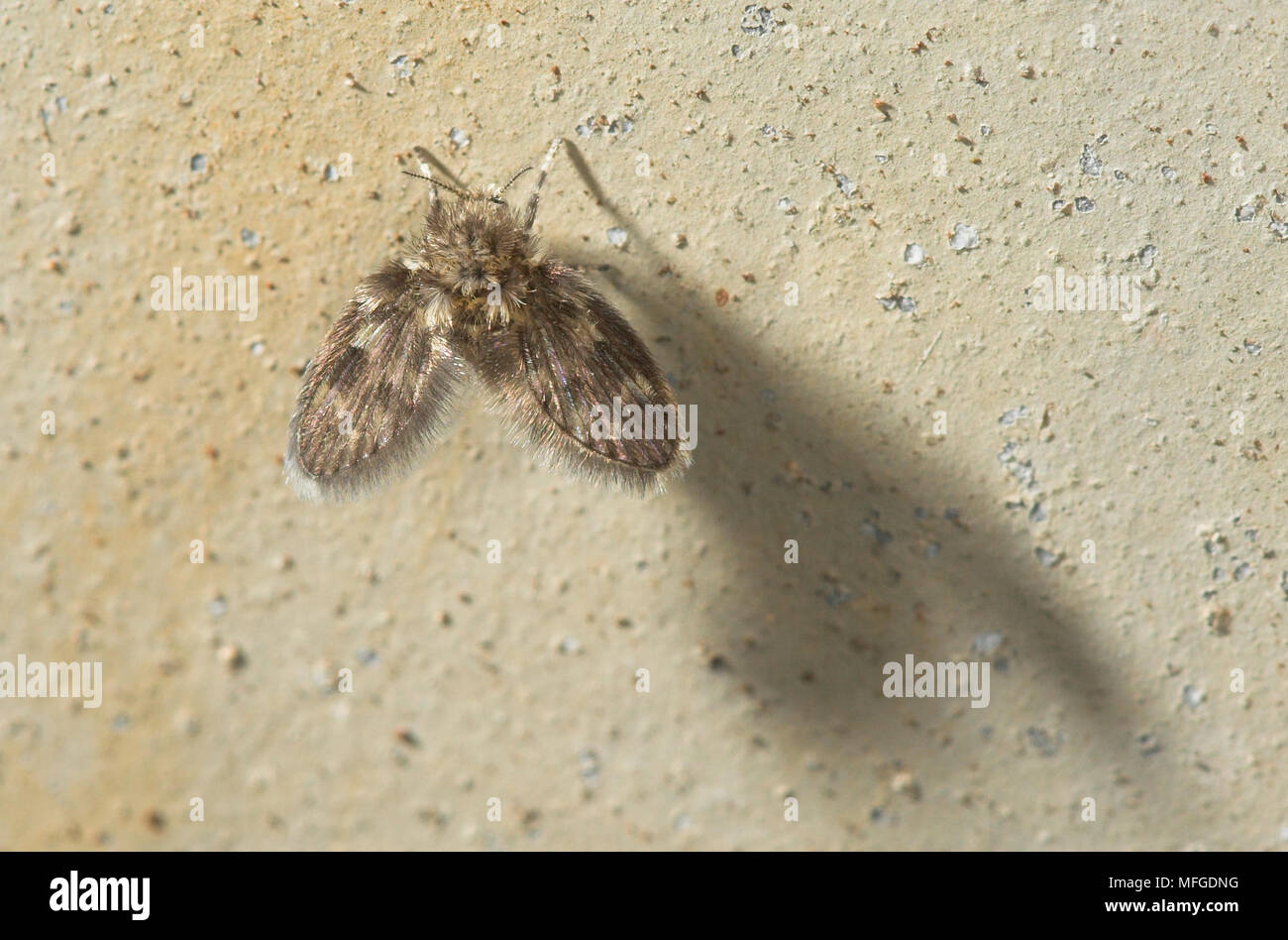 Psychodidae hi-res stock photography and images - Alamy