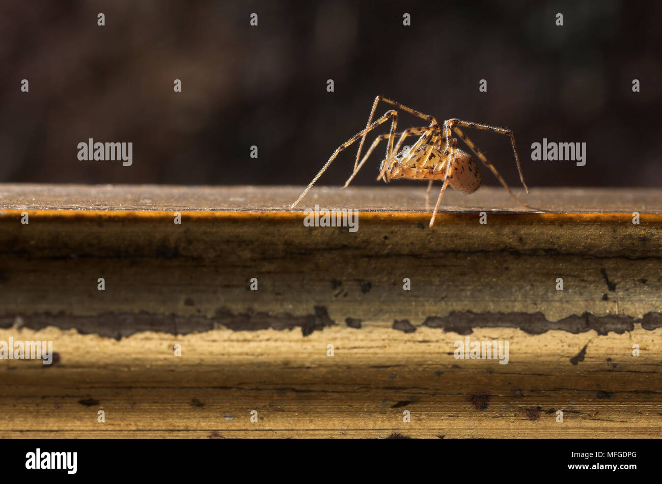 SPITTING SPIDER on picture frame Scytodes thoracica Sussex, UK Stock ...