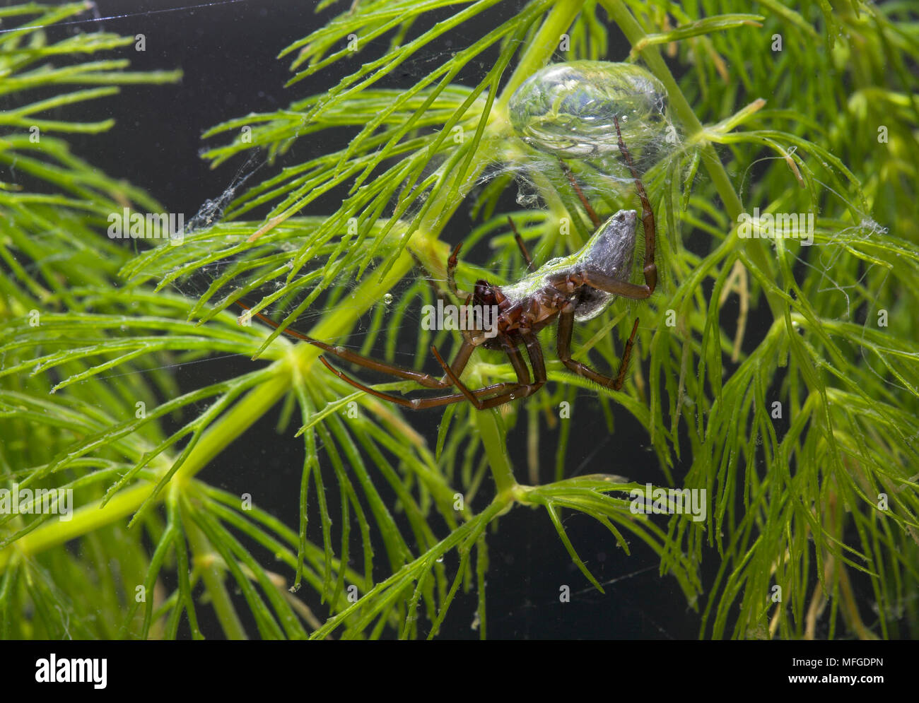 Diving bell spider hi-res stock photography and images - Alamy